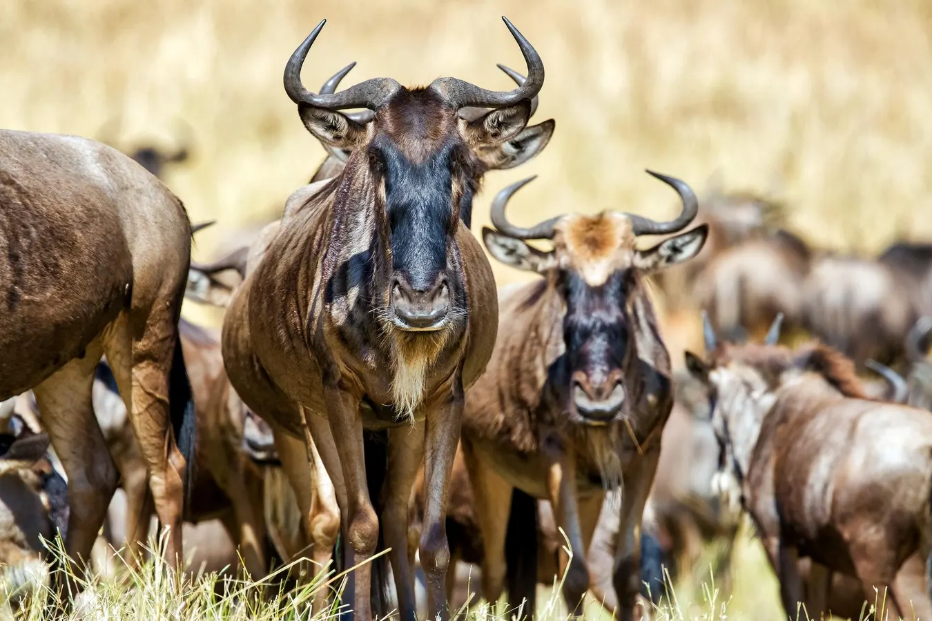 Serengeti Wildebeest Migration