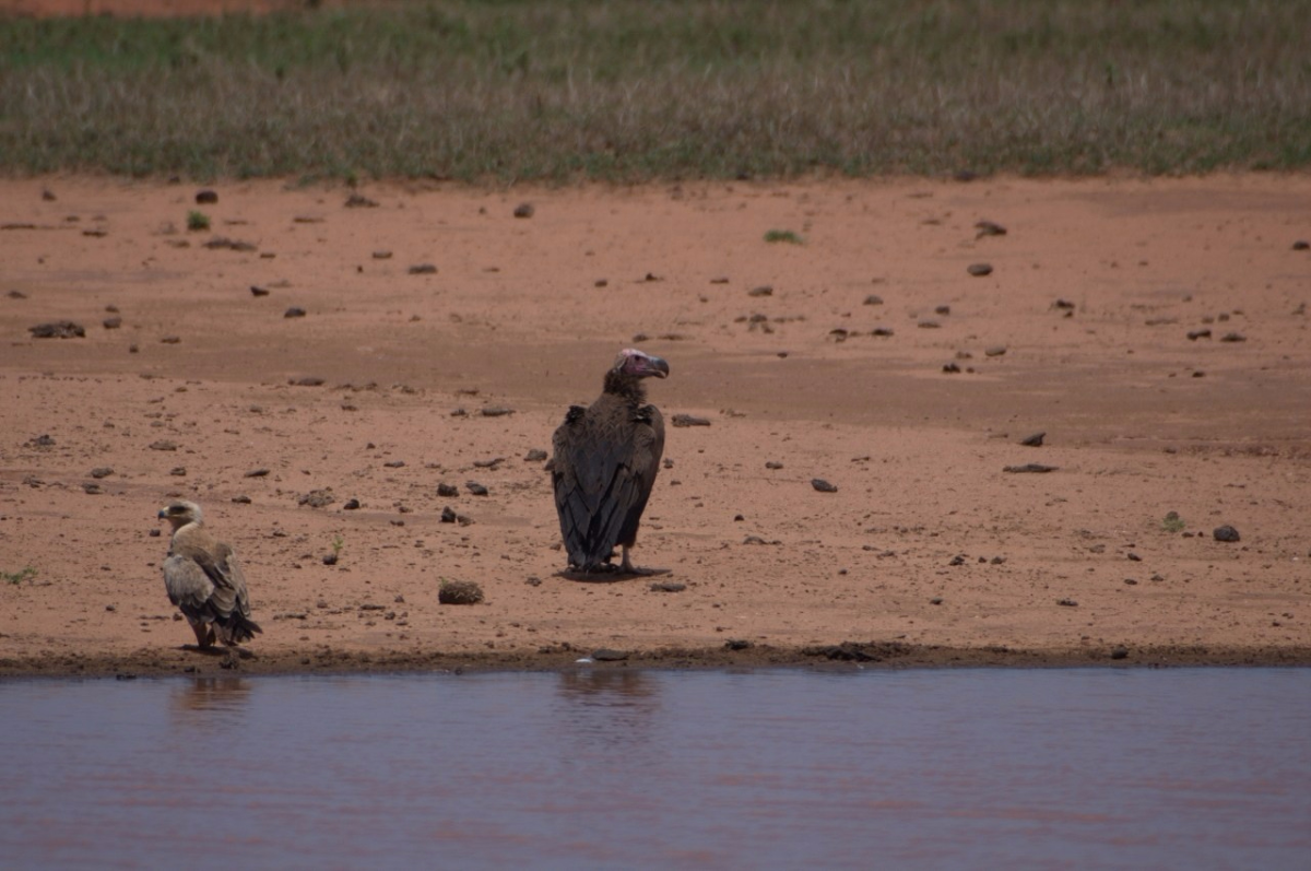 Lake Jipe Birdwatching Day